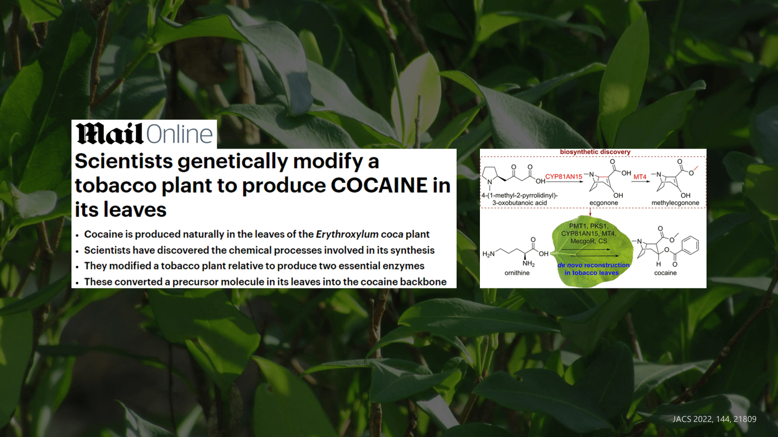 Total Synthesis Of Cocaine (Willstätter)